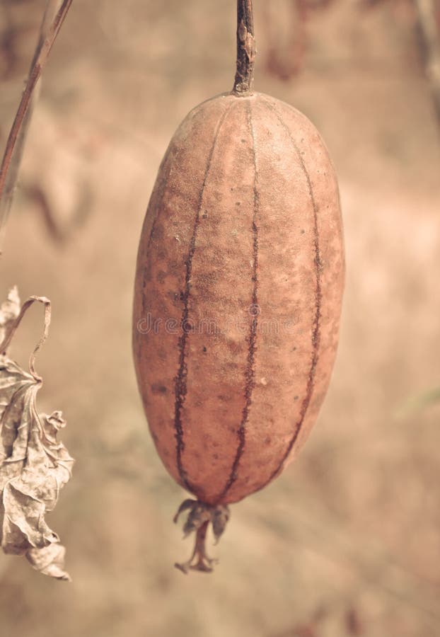 Sponge Gourd brown stock photo. Image of cucurbita, gourd - 66921354