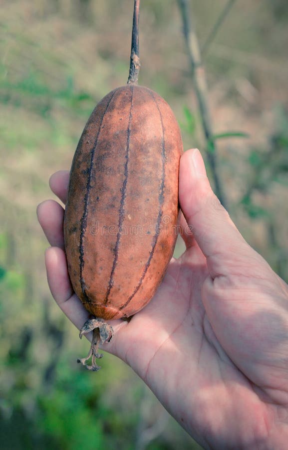 Sponge Gourd brown stock image. Image of luffa, gourd - 66921369