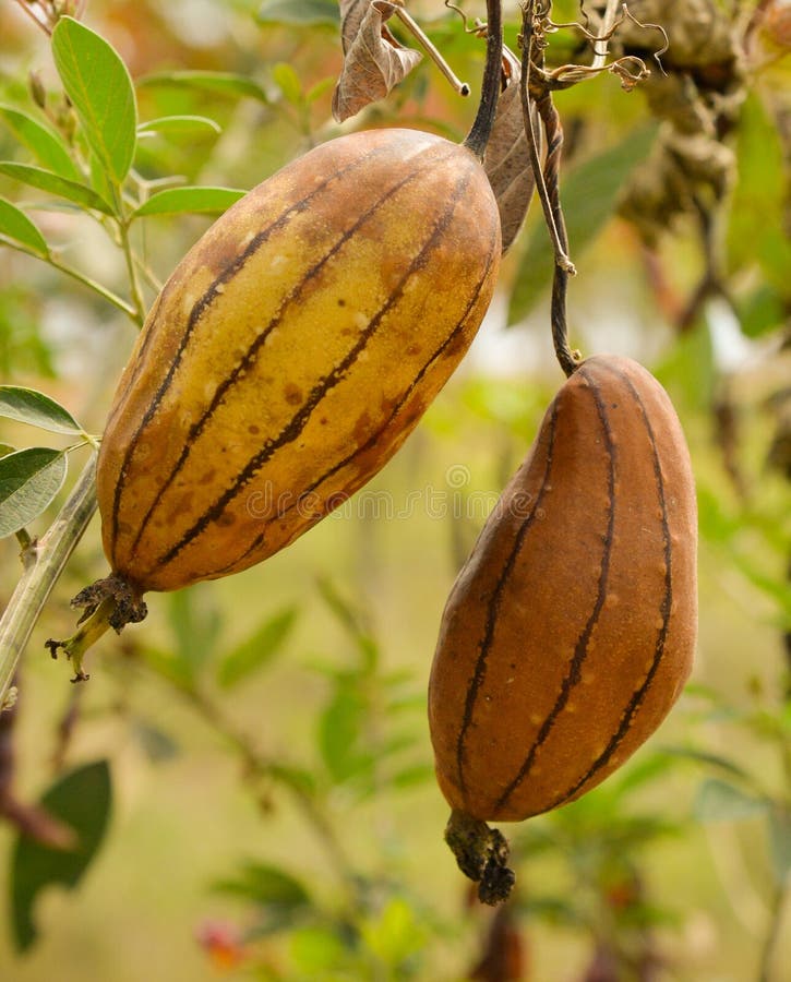 Sponge Gourd brown stock photo. Image of market, nutritious - 66921396