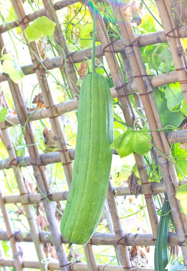 Sponge Gourd with Green and Flower Stock Photo - Image of summer, fresh ...