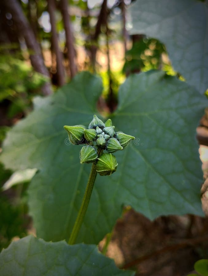 Sponge Gourd flower stock image. Image of animal, gourd - 277405917