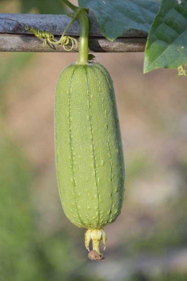 Sponge Gourd on wood floor stock photo. Image of floor - 70759786