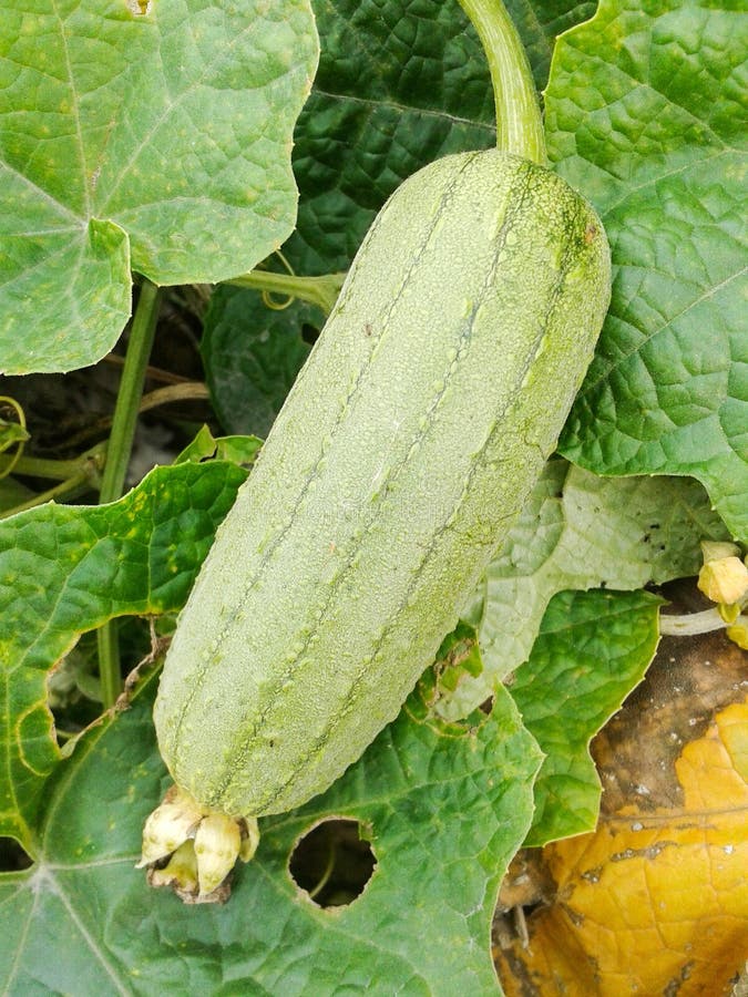 Sponge gourd stock photo. Image of gourd, sponge, vine - 53541904