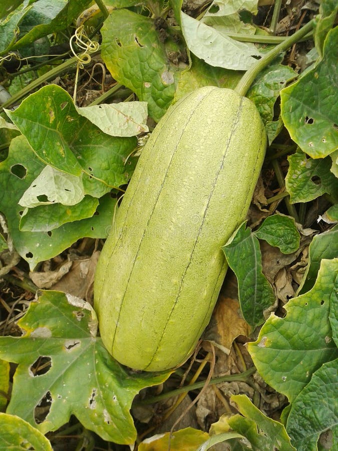 Sponge gourd stock image. Image of sponge, towel, loofah - 53659299