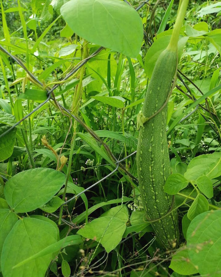 Sponge Gourd for Lunch stock photo. Image of tree, garden - 297089630