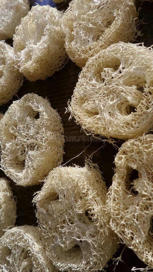 Sponge Gourd stock photo. Image of light, gourd, sponge - 56201944