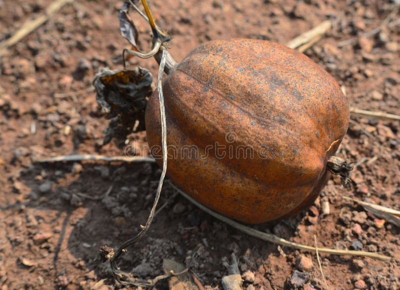 Sponge Gourd old stock image. Image of market, ground - 51475971