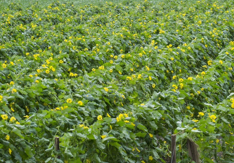 Sponge Gourd Smooth Luffa Plantation Stock Photo - Image of india ...