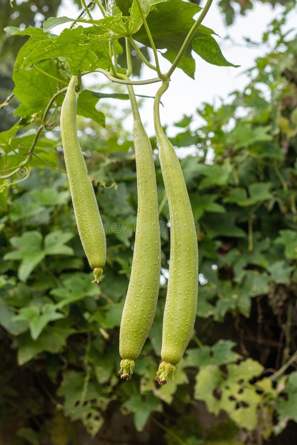 Sponge Gourd or Turai Vegetable Stock Image - Image of healthy, food ...