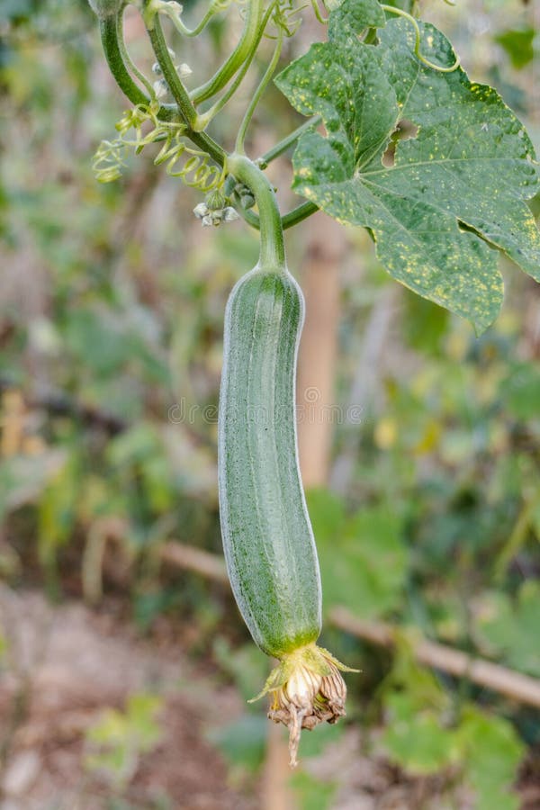 Sponge Gourd Vegetable Sponge Luffa Cylindrica Clinging on a Vine Stock ...