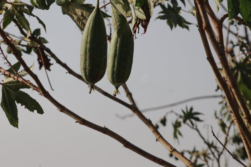 Sponge Gourd Vegetables Hanging on the Tree Branch Stock Photo - Image ...