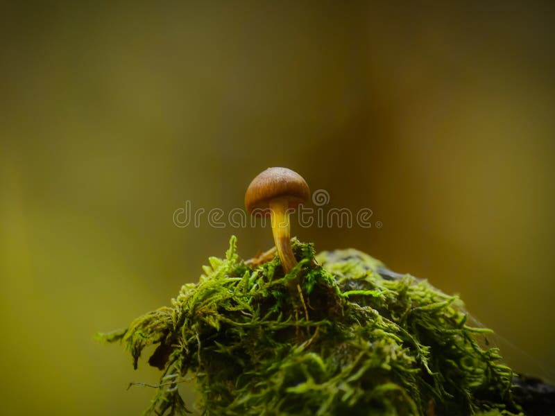 Sponge growing from moss stock photo. Image of growing - 159750468