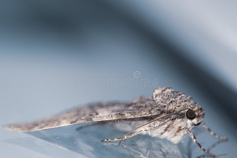 Sponge Moth with Grey Patterned Wings Hangs on a House Wall Stock Photo ...