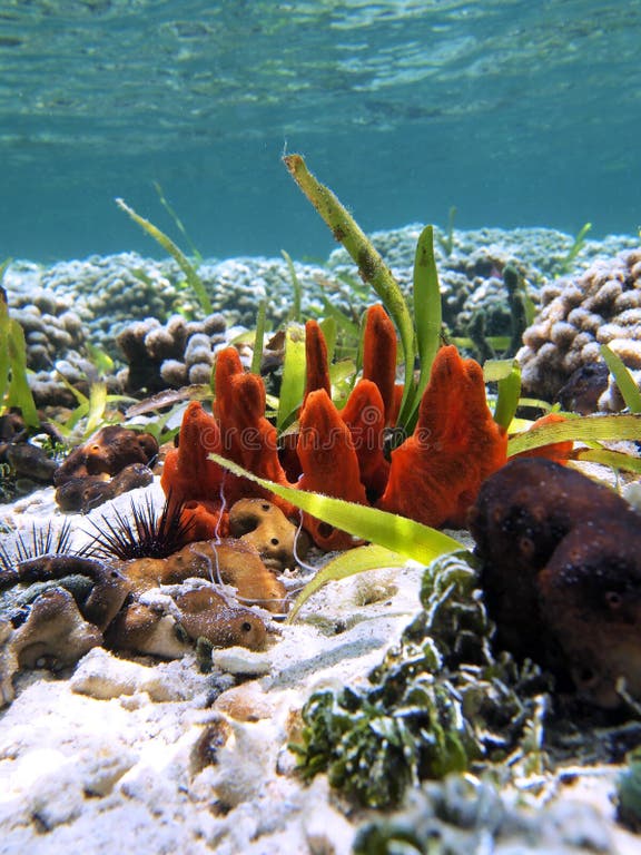 Sponge and sand stock image. Image of atlantic, sponge - 19732261
