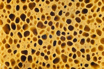 Sponge texture stock photo. Image of natural, color, isolated - 22097588
