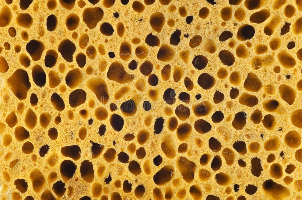 Sponge texture stock photo. Image of natural, color, isolated - 22097588