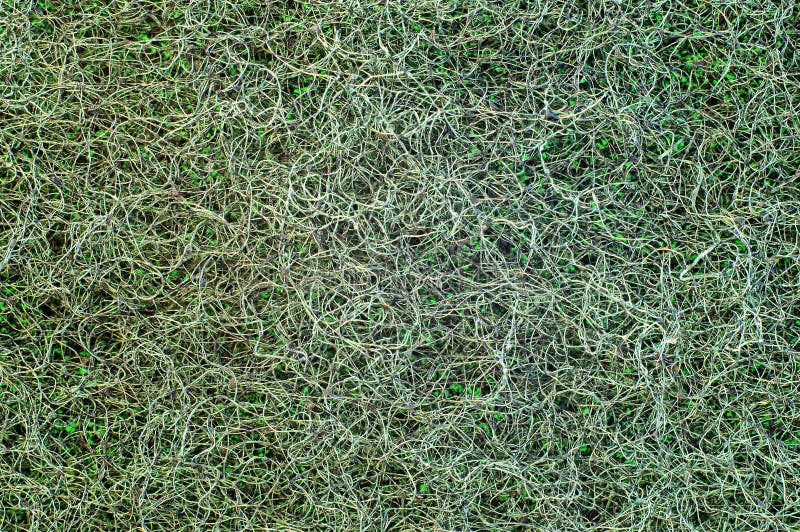 Sponge texture stock image. Image of confused, holes - 24510789