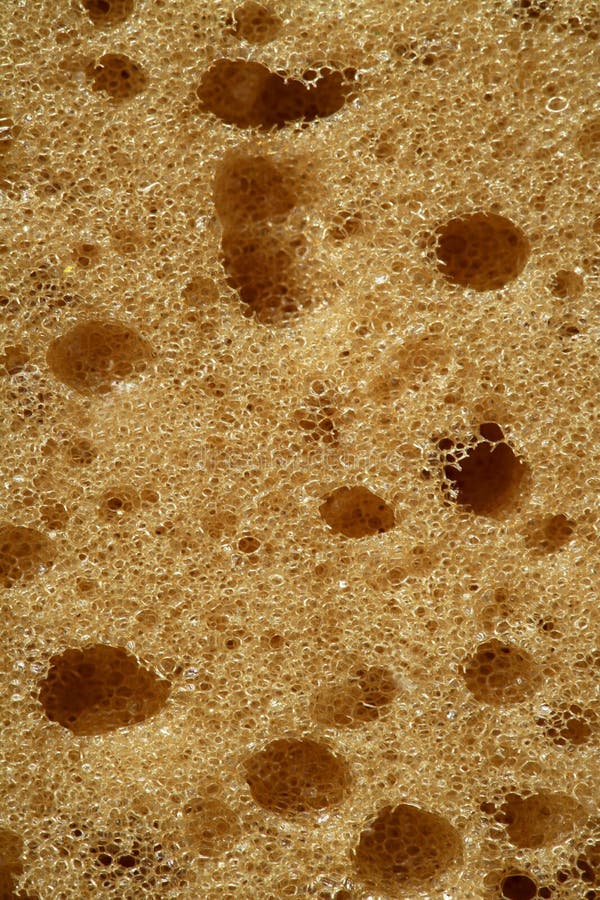 Sponge texture stock photo. Image of natural, color, isolated - 22097588