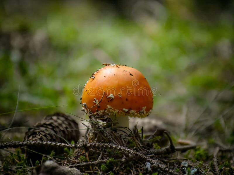 Sponge Toadstool Growing in Forest Stock Photo - Image of sponge ...