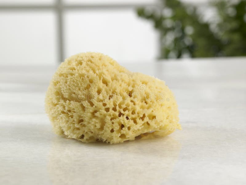 Sponge stock image. Image of sponge, bathroom, health - 49995359