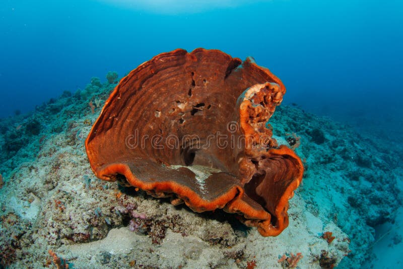 Sponge in Tropical Coral Reef Stock Image - Image of coral, marine ...