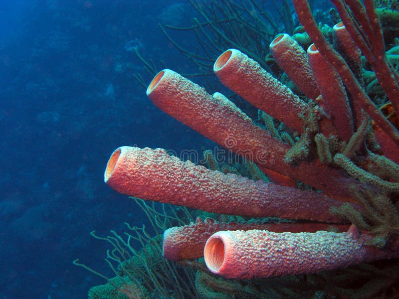 Sponge Underwater Stock Image - Image: 24280851