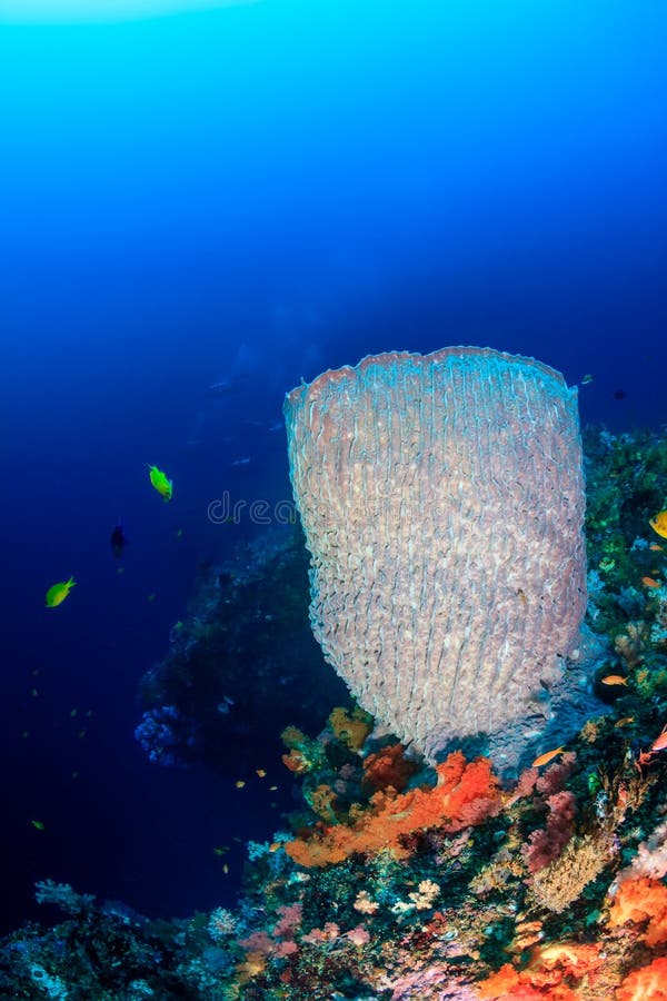 Sponges and Corals on a Tropical Coral Reef Wall Stock Image - Image of ...