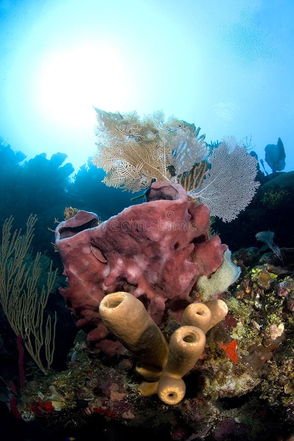 Cluster of Sponges stock photo. Image of diver, caribbean - 170284