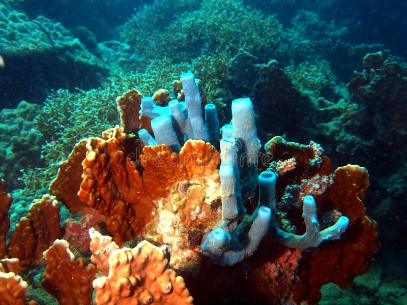 Sponges of the South-Chinese Sea Stock Image - Image of trang, vietnam ...