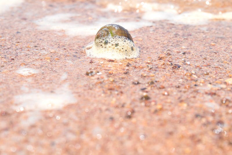 Sponges Stuck Shell on Beach Seaside. Stock Image - Image of memories ...