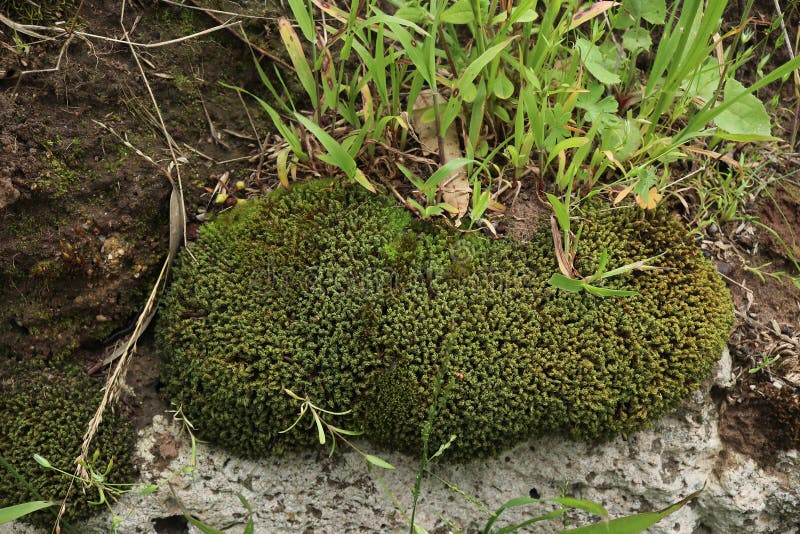 Spongy Moss and Other Plant Life on a Rock Surface Stock Photo - Image ...