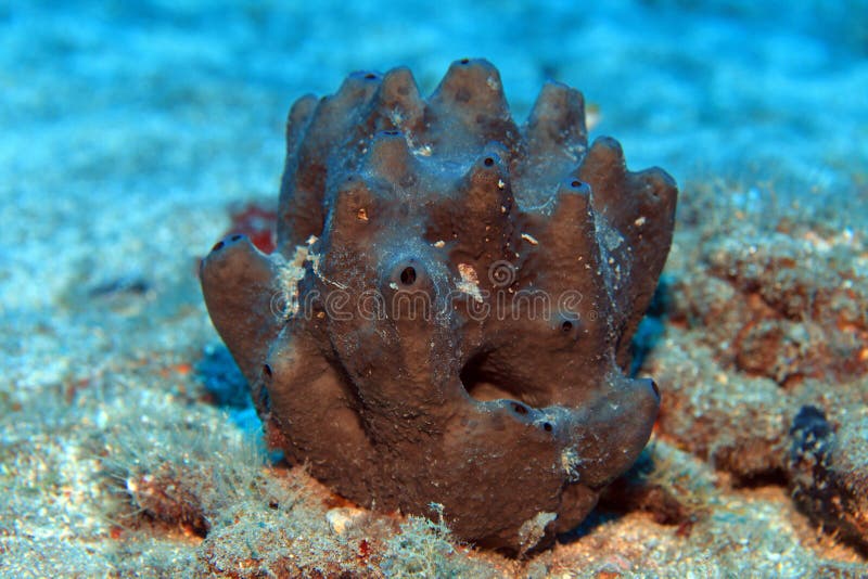 Spons stock foto. Image of atlantisch, spons, onderzees - 32238118