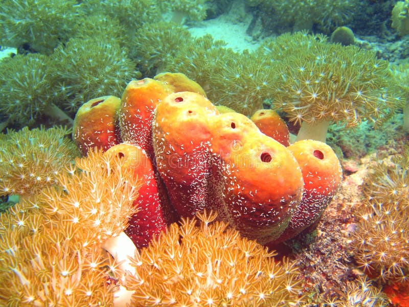 Spons stock afbeelding. Image of keerkring, onderwater - 35910621