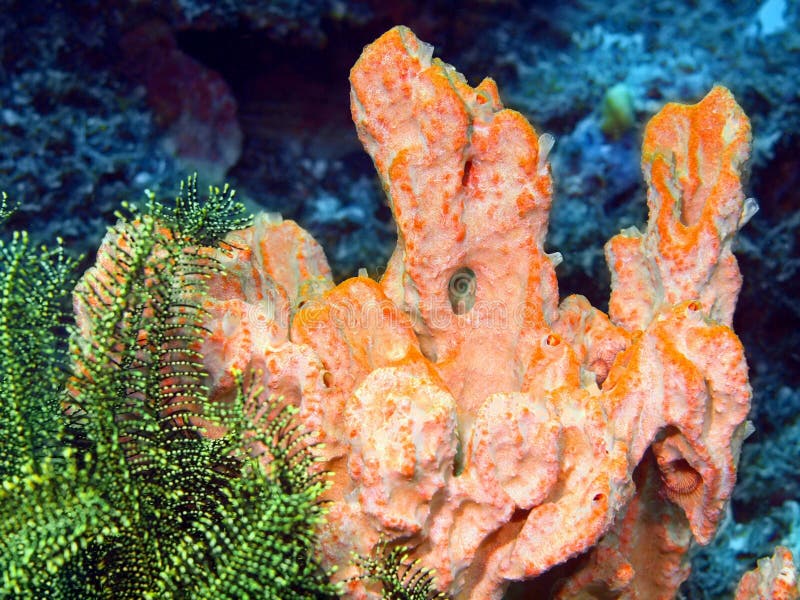 Spons stock afbeelding. Afbeelding bestaande uit koraal - 36268727