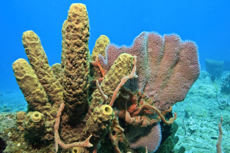 Sponsen stock foto. Image of spons, reiniging, groen - 47762812