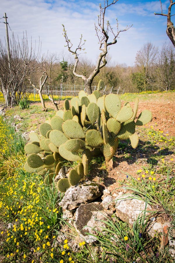 Spontaneous Cactus Plant in the Mediterranean Climate of Italy. Stock ...