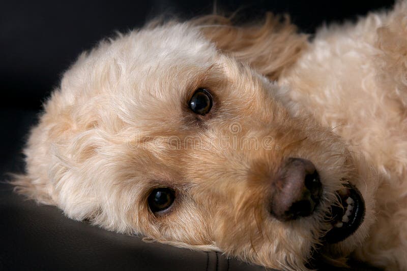 Spoodle stock image. Image of cockapoo, poodle, looking - 30643739