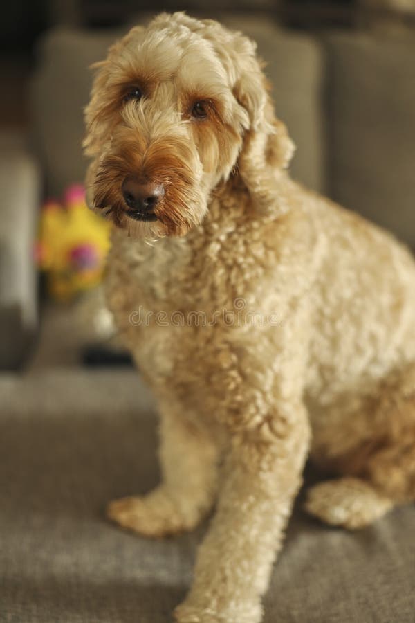 Spoodle Puppy stock image. Image of healthy, blonde - 228395321