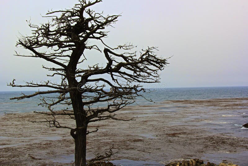 De Spookboom Bij 17 Mijlaandrijving Stock Foto - Image of bosje, boom ...