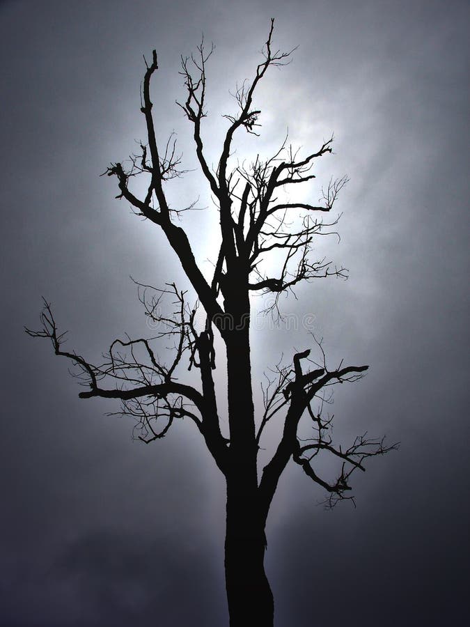 Spooky Tree stock photo. Image of legend, tree, dead, sleepy - 51242