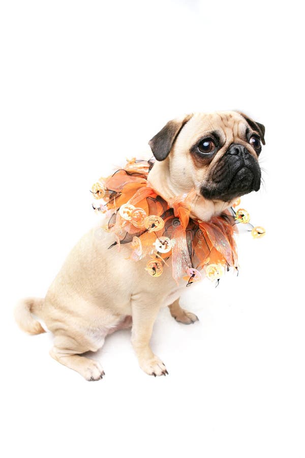 Adorable Halloween Pug stock image. Image of domestic - 4882217