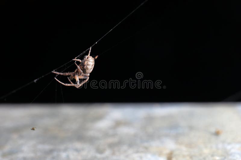 101 Fat Brown Spider Stock Photos - Free & Royalty-Free Stock Photos ...