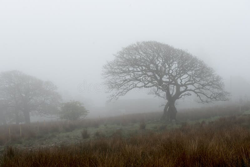 Spooky Bare Branches of Trees Emerging from the Fog Stock Photo - Image ...