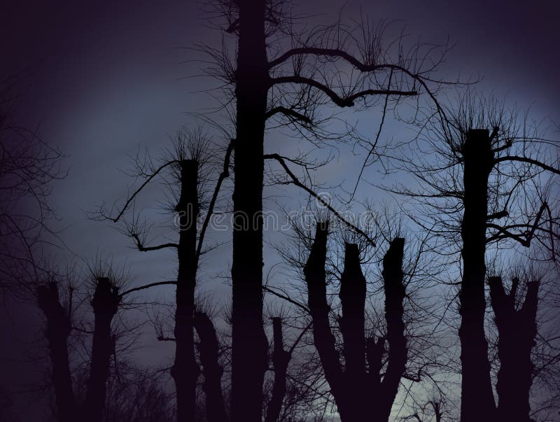 Spooky bare trees stock photo. Image of black, trees - 30734432