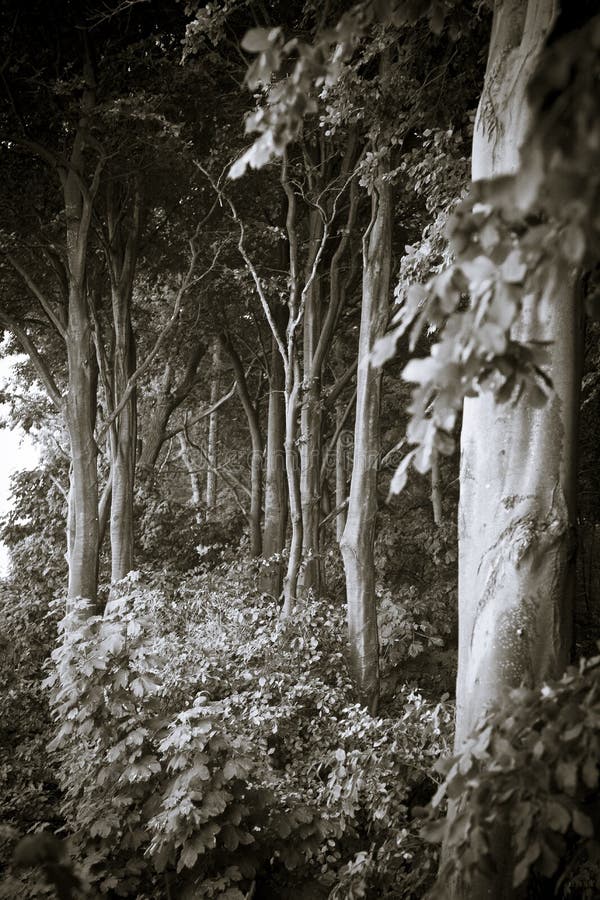 Spooky Old Beech Tree in the Middle of the Mountain Forest Stock Image ...
