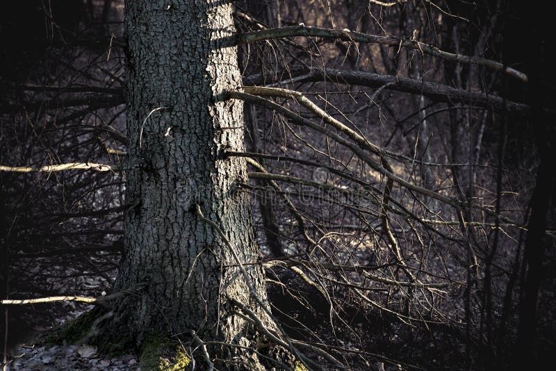 Spooky big spruce tree stock image. Image of sepia, coniferous - 26178259