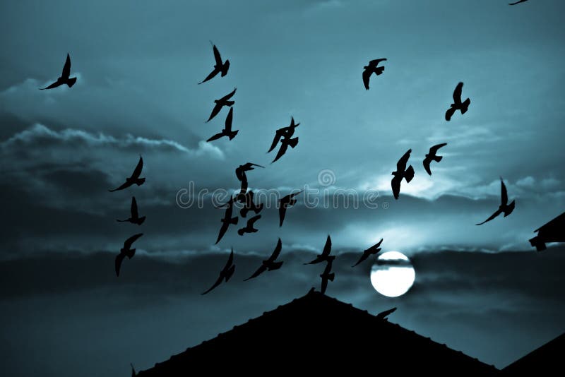 Blue birds stock image. Image of bird, tree, looking, pine - 6302241