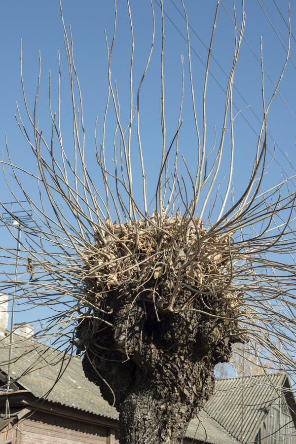 A Bunch of Sprouts with Their Tales Stock Photo - Image of green, ripe ...