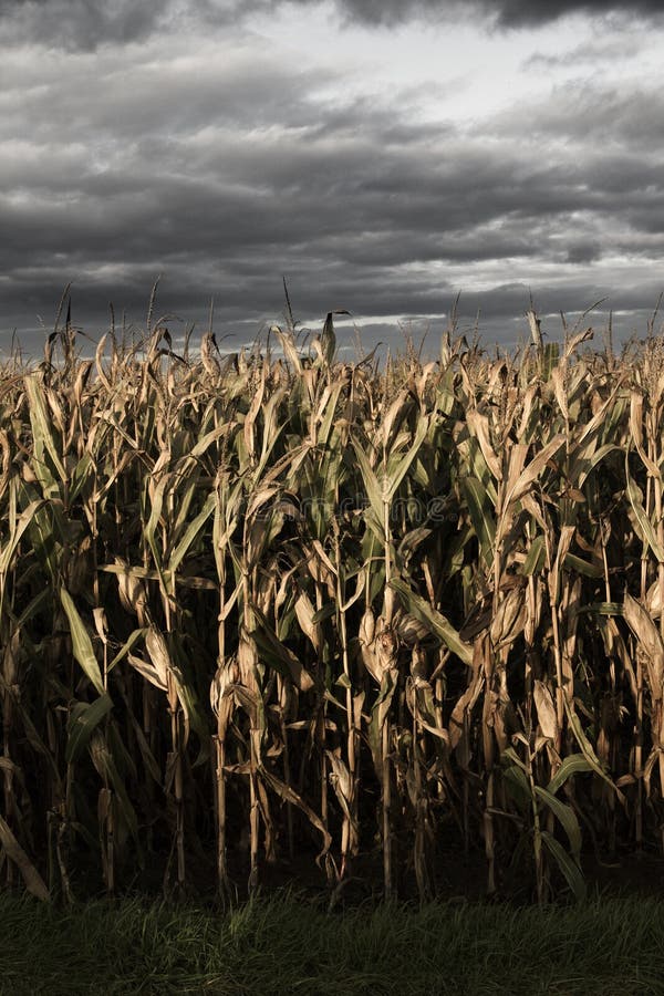 Spooky corn field stock photo. Image of autumn, cultivated - 34995392