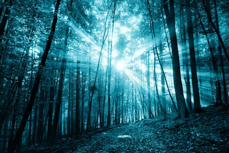Spooky Dark Blue Colored Sunlight In Forest Landscape Stock Image ...